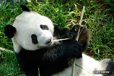 Snippets: River Safari Singapore – The Ranting Panda