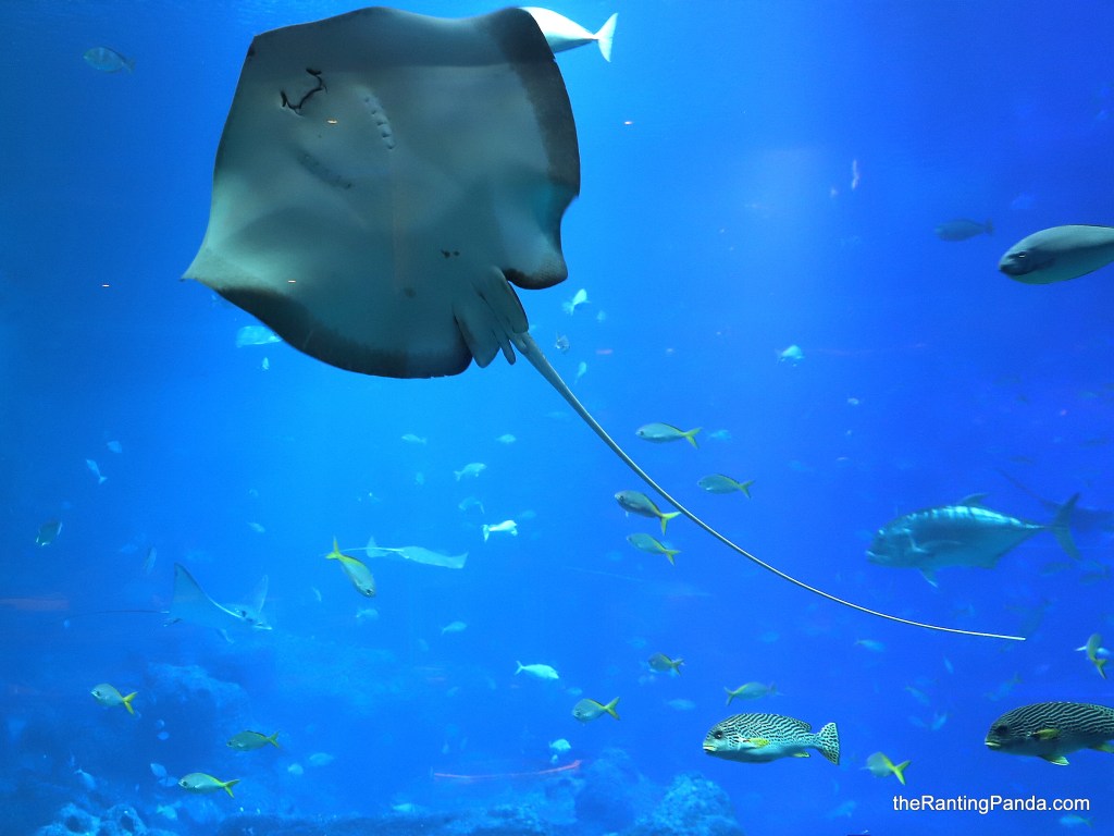 Food Review: Ocean Restaurant At Resorts World Sentosa (RWS) | Finding ...