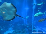 Food Review: Ocean Restaurant, Resorts World Sentosa (RWS) | Aquarium ...