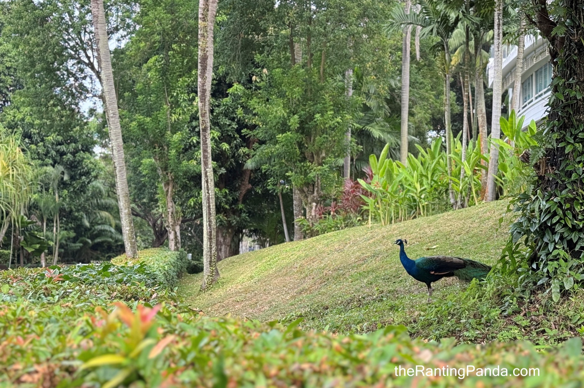 Hotel Review: Amara Sanctuary Sentosa, Couple Suite with Pool Access ...